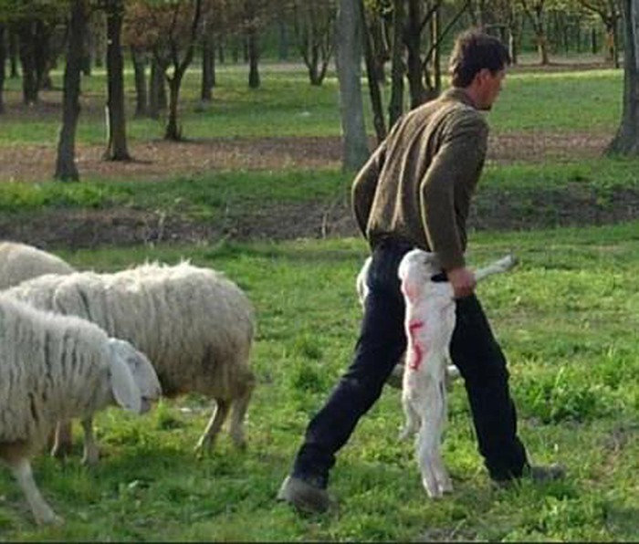 Respecting Animals Means Living Vegan